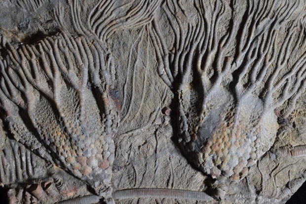 Fossils | Show-Me Rockhounds Kansas City